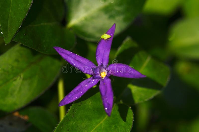 Violet Blue Star Flower stock image. Image of blossom - 76035285