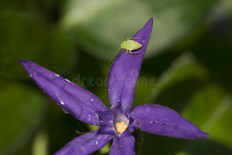 Violet Blue Star Flower stock photo. Image of bluestar - 76035346