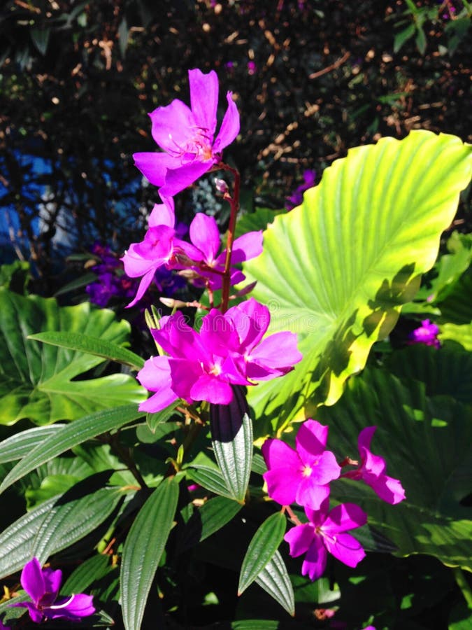 Violet bouquet stock photo. Image of bouquet, beautiful - 69088170