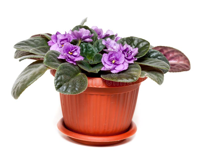 Violet in a brown pot stock photo. Image of flower, bush - 21399150