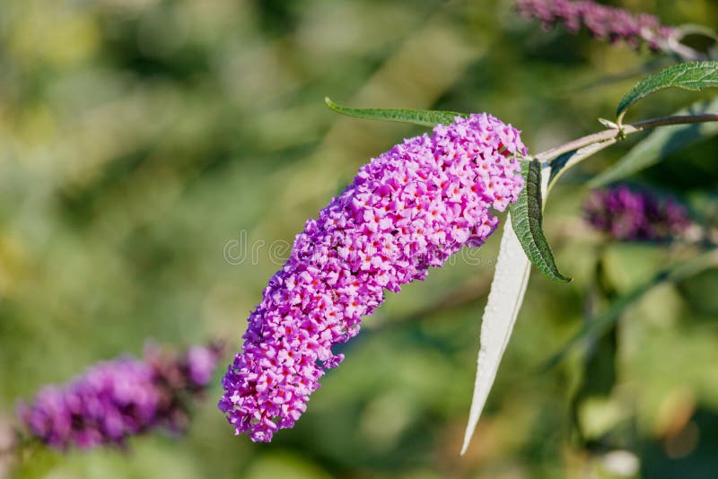 Buddleja Stock Photos - Download 2,072 Royalty Free Photos