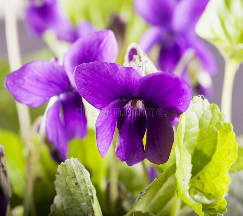 Violet in a bunch stock photo. Image of color, beautiful - 70793600