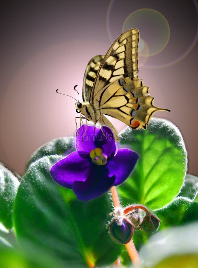 Violet and butterfly stock image. Image of peace, harmony - 16827171