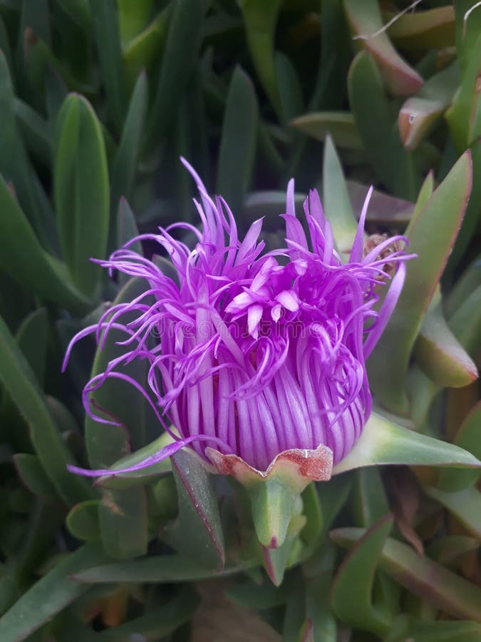 A violet cactoos stock image. Image of flower, cactus - 183194307