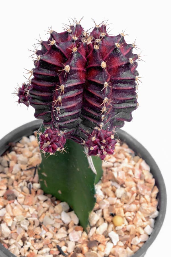 Violet cactus stock image. Image of home, flower, cactus - 76031921