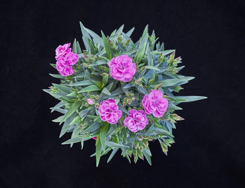 Violet carnation flower stock image. Image of leaf, floral - 32663825