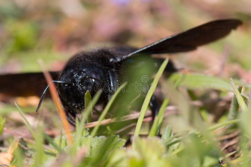 Violet carpenter bee stock photo. Image of aggression - 90206184