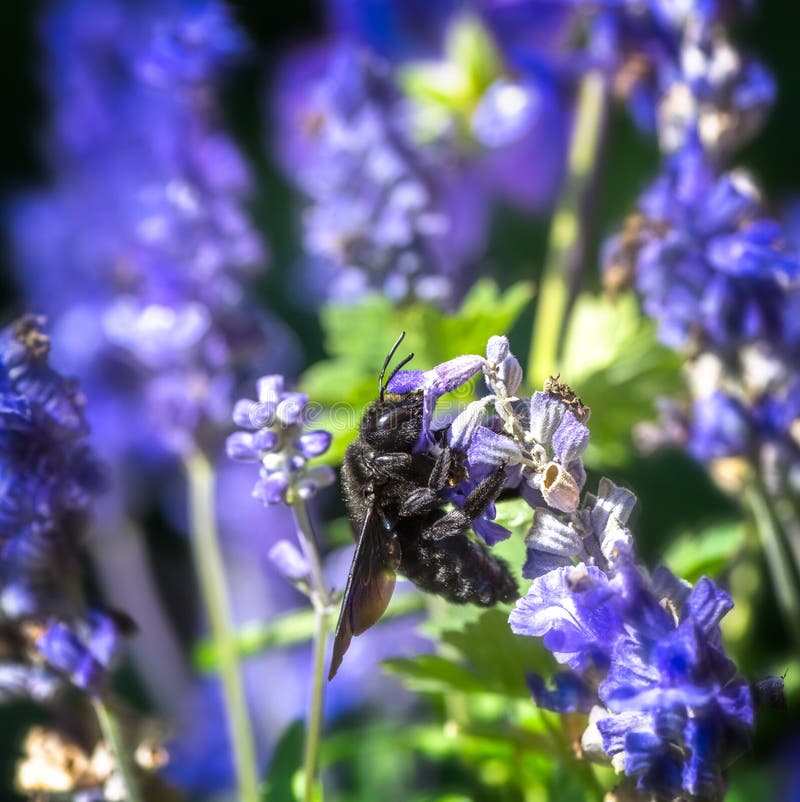 Violet Carpenter Bee on a Sage Flower Stock Image - Image of insect ...