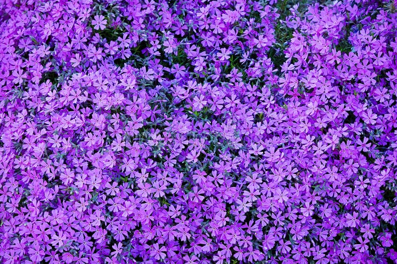 Violet carpet stock photo. Image of violet, space, image - 8928286