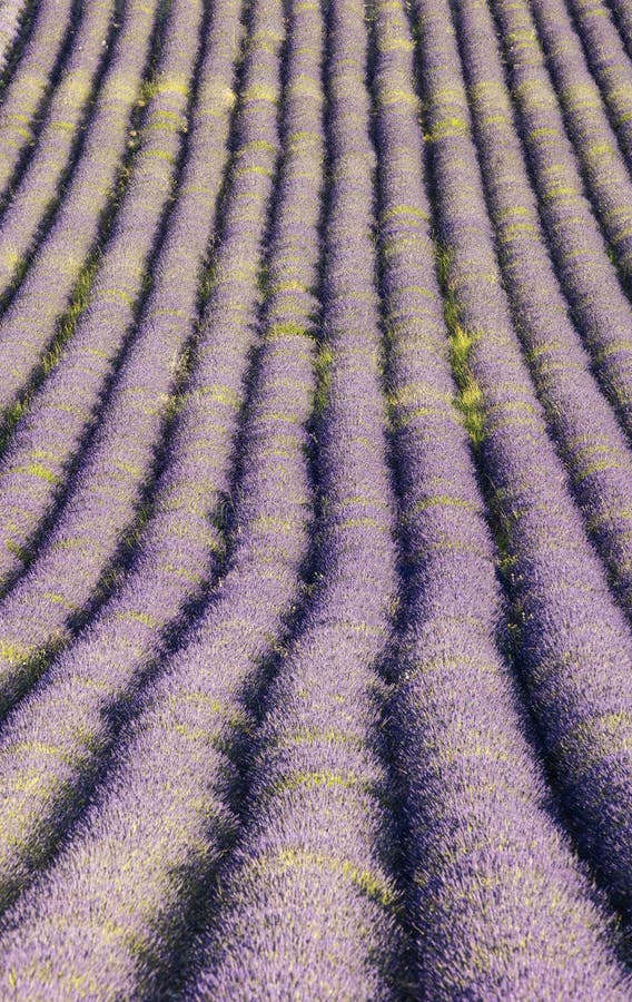 Violet Carpet from Lavender Stock Photo - Image of flower, calendar ...