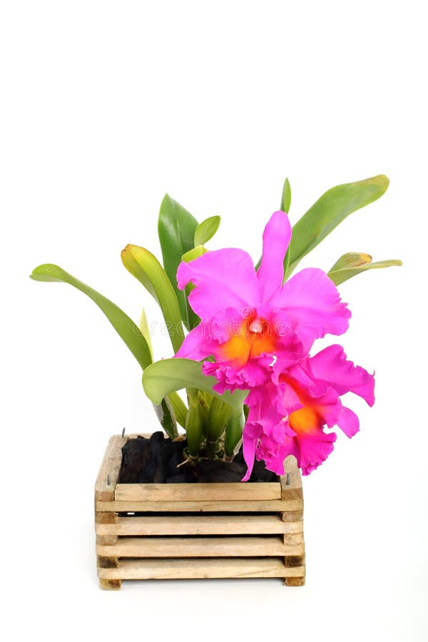 Violet catleya orchid stock photo. Image of garden, stem - 49261492