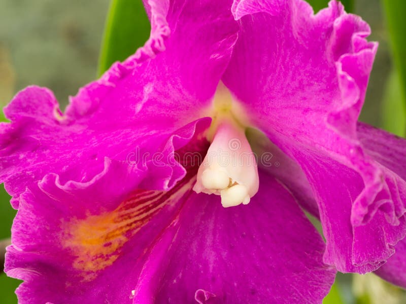 Violet Cattleya Blooming stock image. Image of flora - 79730357