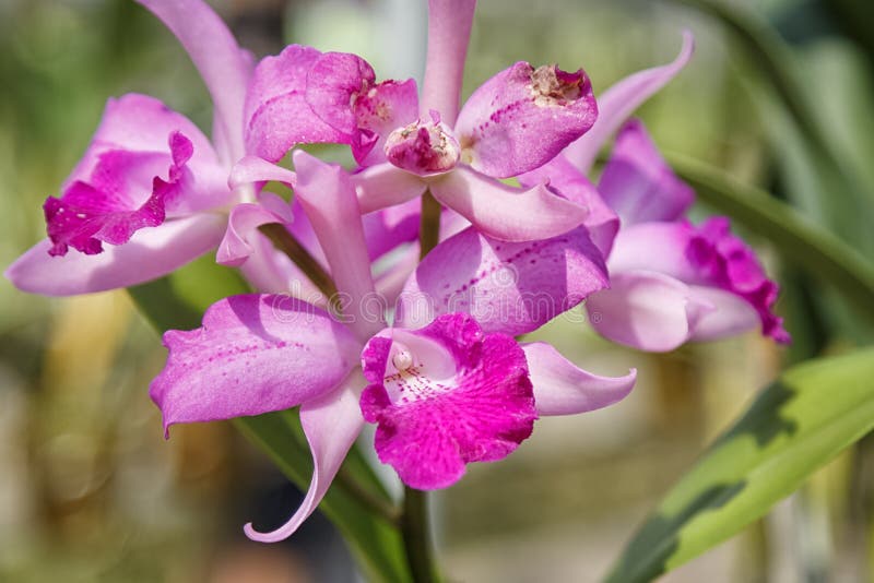 Beautiful Violet Thai Orchid Isolate Stock Photo - Image of beauty ...