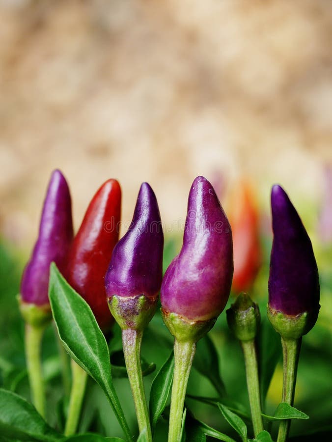 Violet Chili Peppers with Green Leaves Stock Photo - Image of ...