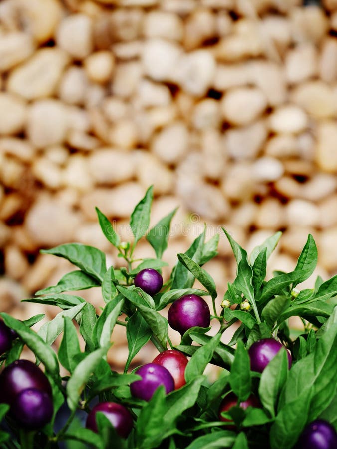 749 Violet Chili Stock Photos - Free & Royalty-Free Stock Photos from ...