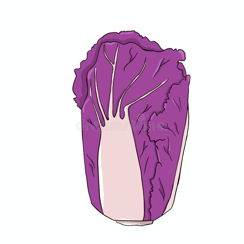Violet Chinese Cabbage in Simple Digital Style. Isolated Illustration ...
