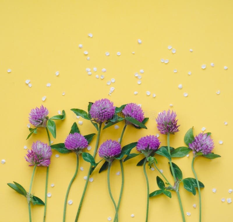 Violet Clover Flowers on Yellow Background. Flat Lay. Top View. Stock ...