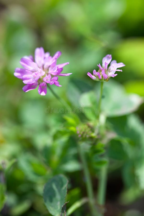 Violet clover stock photo. Image of colors, magenta, botany - 35167652
