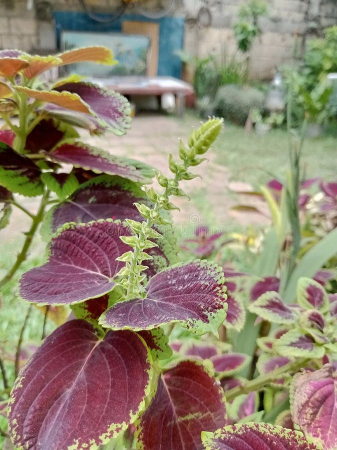 Violet Coleus plant stock photo. Image of produce, green - 268618406