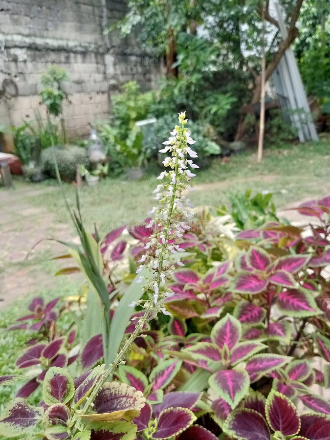Violet Coleus plant stock image. Image of woodland, wildflower - 268618447