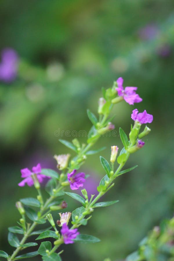 Violet Color Small Flowers with Tree Stock Image - Image of color ...