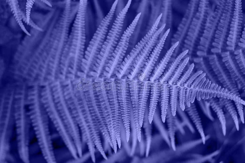 Violet Colored Fern Leaves Texture Stock Photo - Image of burgeon ...