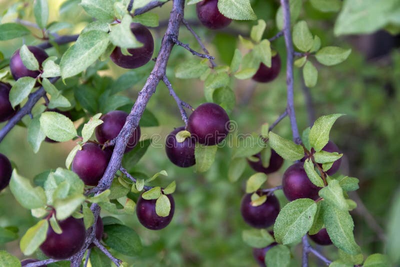 Violet Colored Wild Plum in Plant Stock Photo - Image of healthy ...