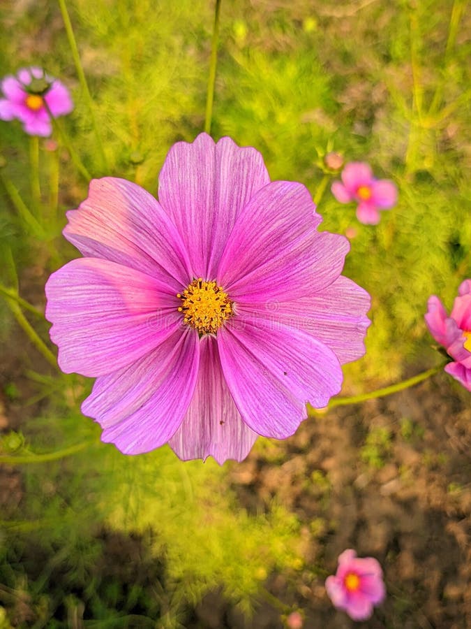 Violet Colour Flowers Picture Stock Photo - Image of meadow, field ...