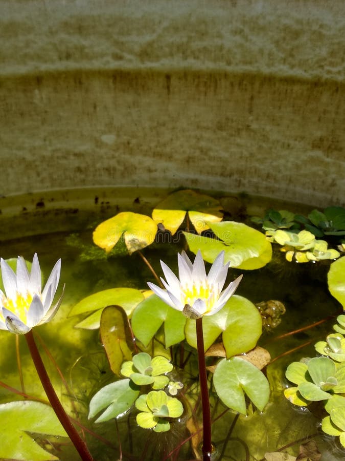 Water lilly stock photo. Image of coloured, violet, water - 190219662