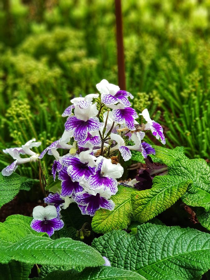 Violet Combined with White Colour Flower Plant Stock Image - Image of ...