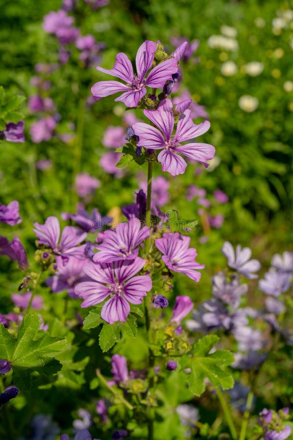 Violet Common Mallow Flower. Natural Floral Background Stock Photo ...
