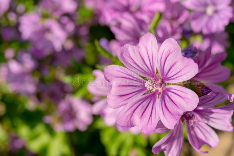 Violet Common Mallow Flower. Natural Floral Background Stock Image ...