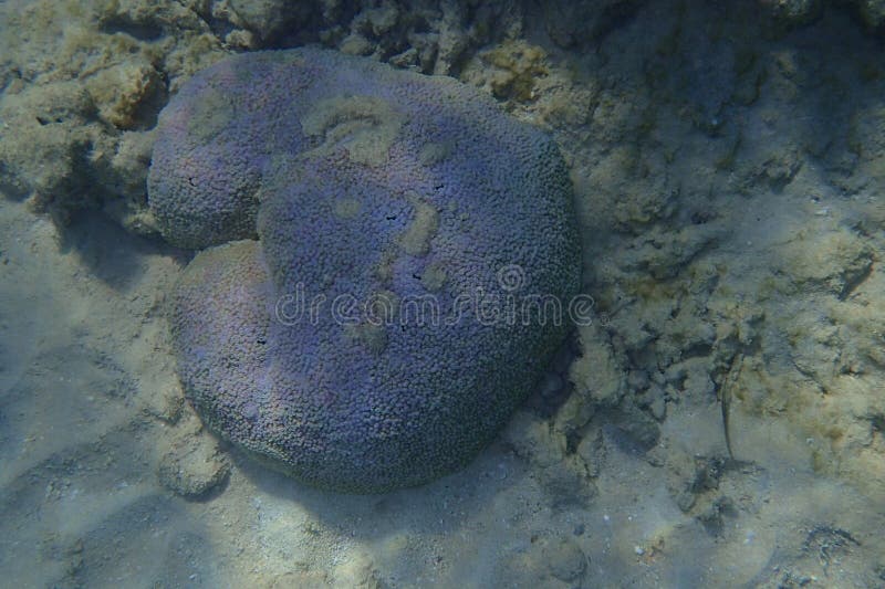 Violet Coral from the Red Sea Stock Photo - Image of aquarium ...