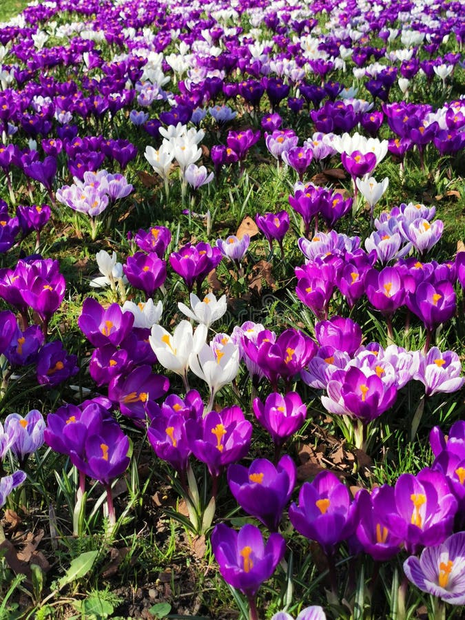 Violet corcus garden stock photo. Image of ground, landscape - 315666368