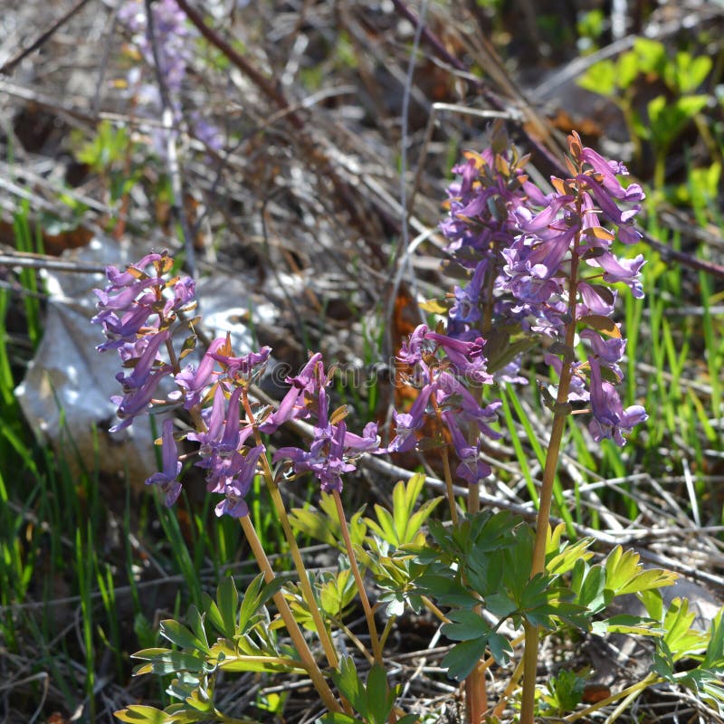 Violet Corydalis Flowers in Spring. Closeup View Stock Image - Image of ...