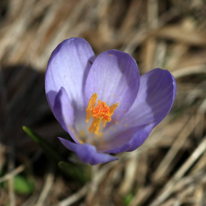 Violet Crocus stock image. Image of petal, bloom, botany - 13525931
