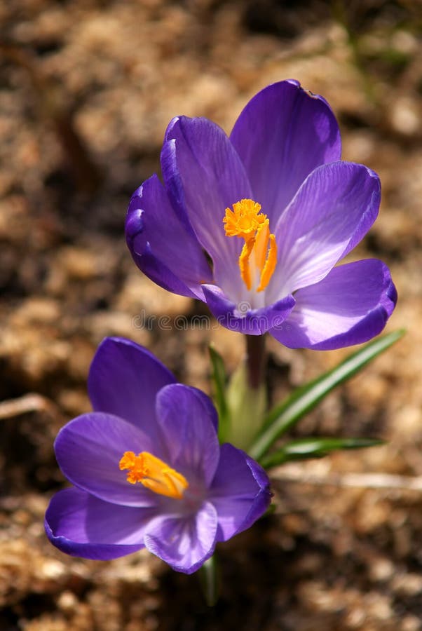 Violet Crocus Flowers - Mountains Landscape Stock Photo - Image of ...