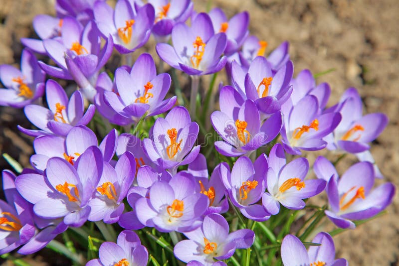 Purple crocus flowers stock image. Image of purple, easter - 13536231