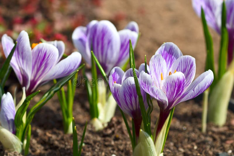 Violet crocus stock photo. Image of green, light, beautiful - 19562374