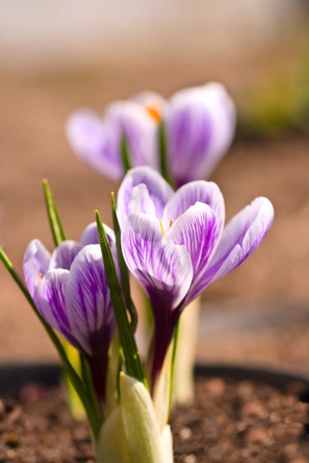 Violet crocus stock image. Image of floral, light, beauty - 19562403