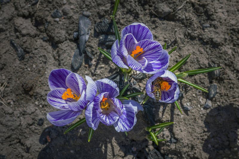 Violet Crocus and Bee. Blooming Spring Crocuses on Ground at Garden ...