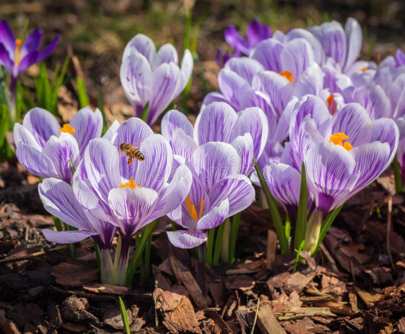 Violet Crocus and Bee in the Garden . Stock Photo - Image of botany ...