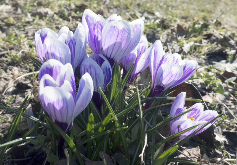 Violet Crocus Blooms in Early Spring Stock Image - Image of blooms ...