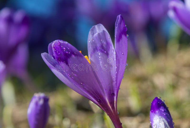 Violet crocus - close-up stock photo. Image of carpathian - 87658800