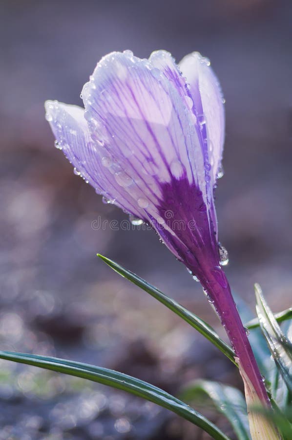 Violet Crocus in Drops of Water Stock Photo - Image of blue, drops ...