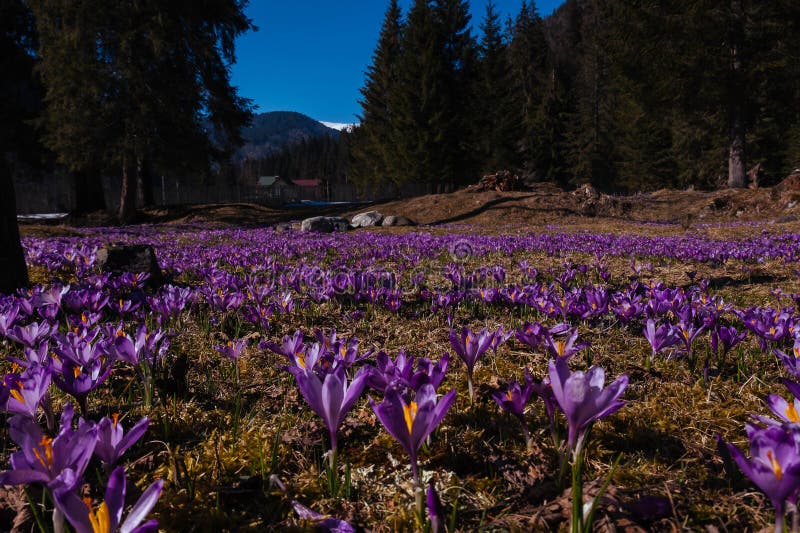 Crocus field stock photo. Image of bulbs, nature, macro - 11386