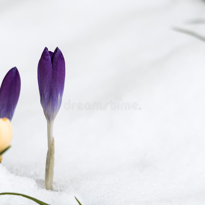 Flower in snow stock photo. Image of blooming, light - 33304640