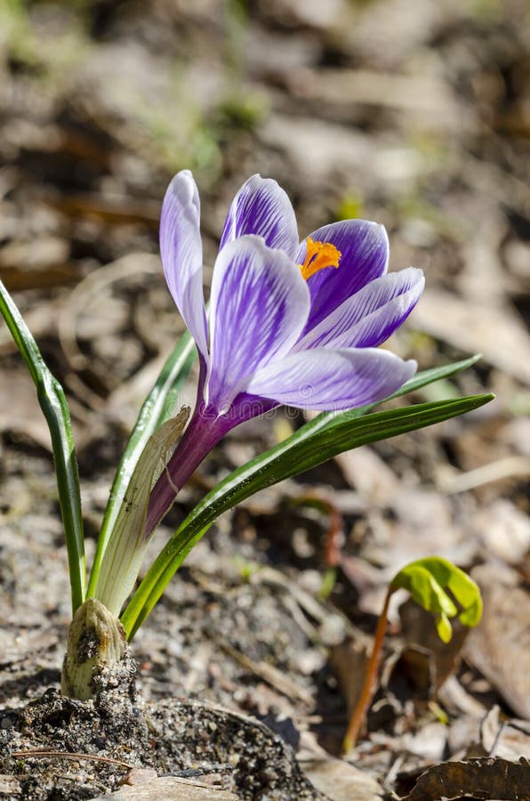 Violet Crocus Flowers in Garden Stock Image - Image of border ...