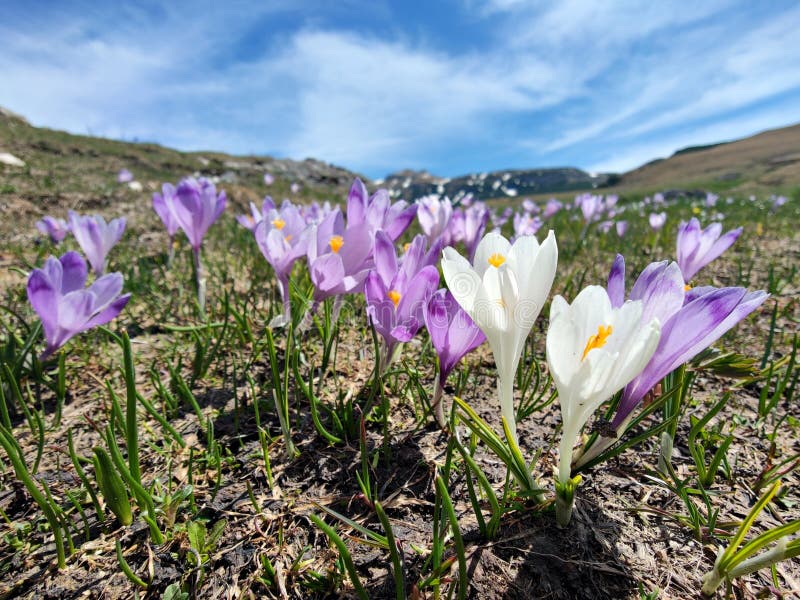 Violet Crocus Flowers - Mountains Landscape Stock Photo - Image of ...