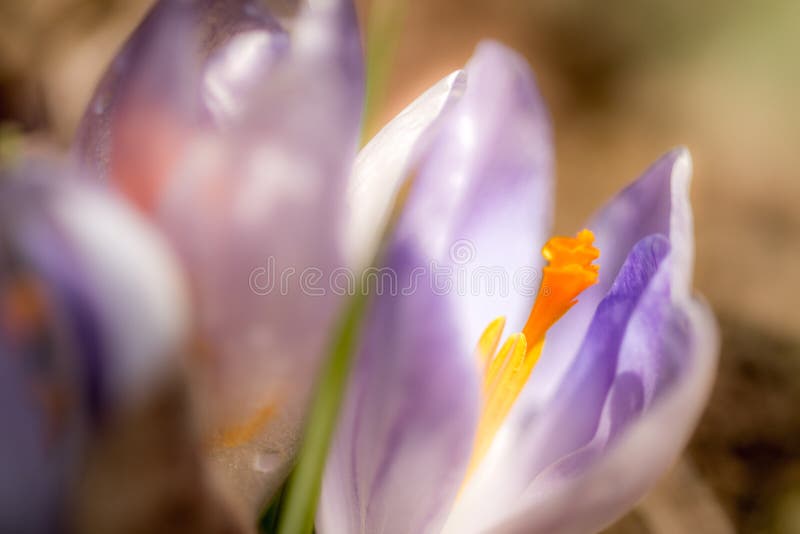 Flowers in the moonlight stock image. Image of horizontal - 34991729
